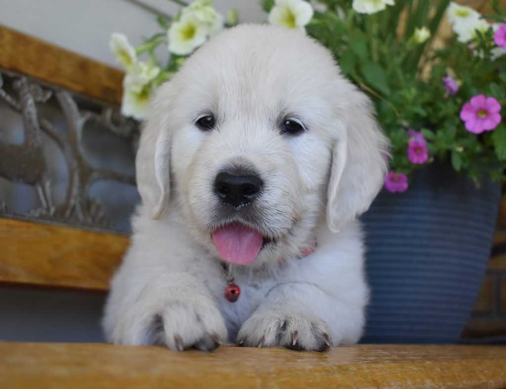 Gallery – Graceful Golden Paws