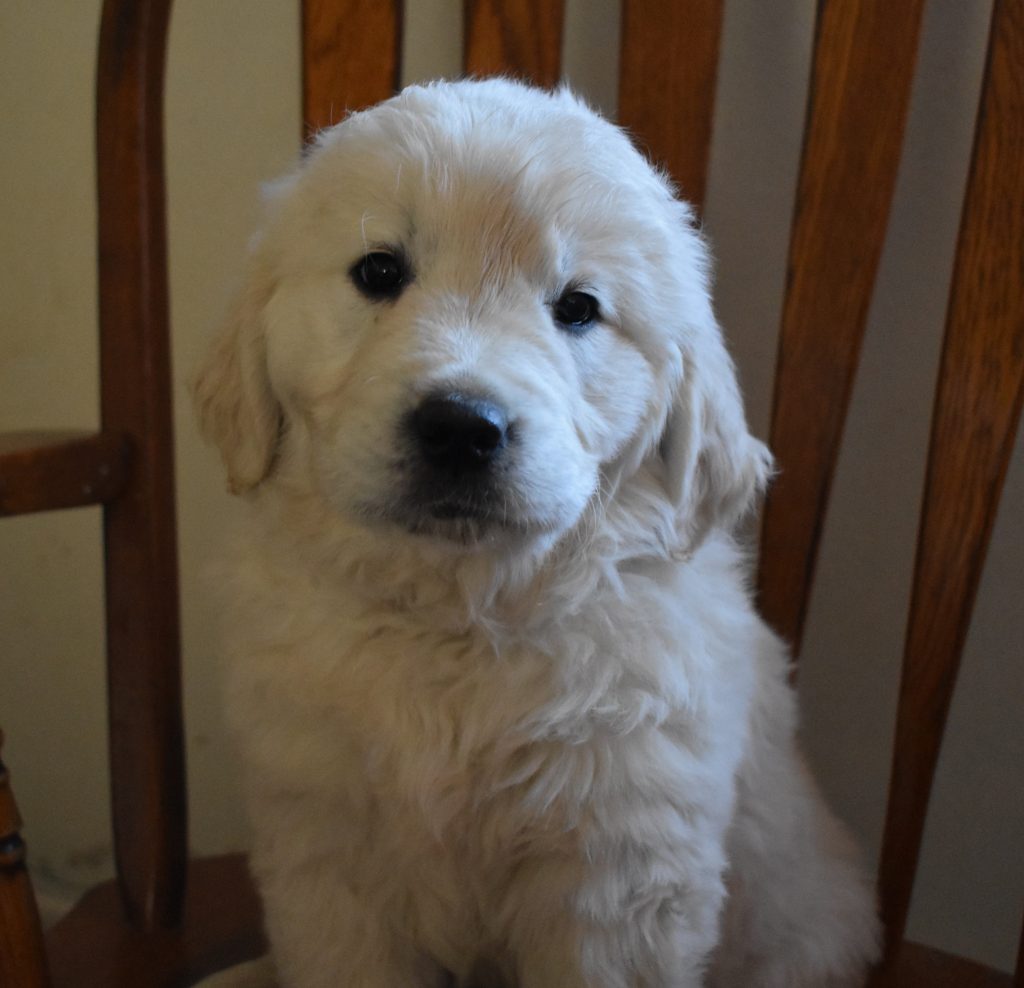 Gallery – Graceful Golden Paws