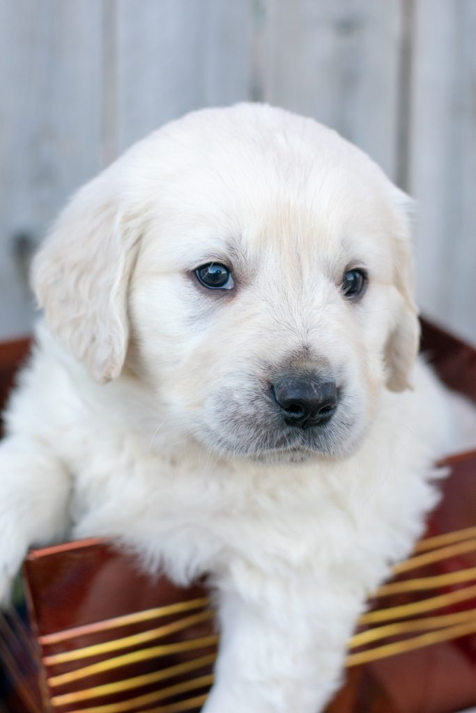Available Puppies – Graceful Golden Paws