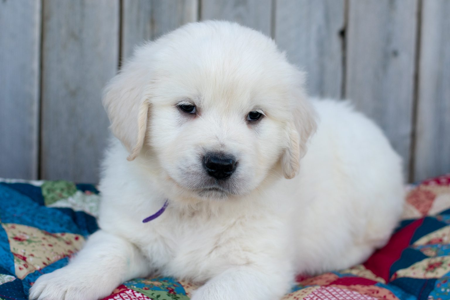 Available Puppies – Graceful Golden Paws