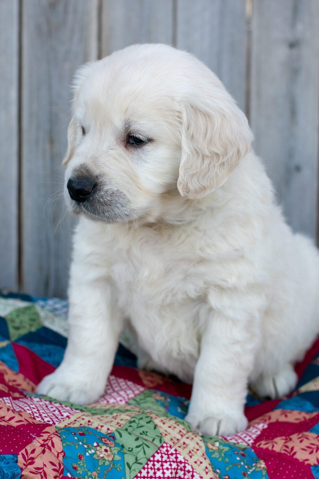 Available Puppies – Graceful Golden Paws