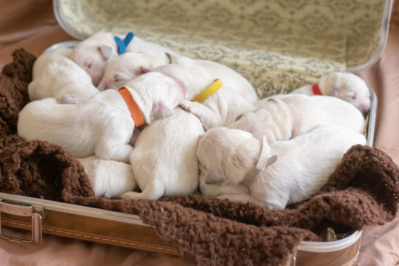 Available Puppies – Graceful Golden Paws