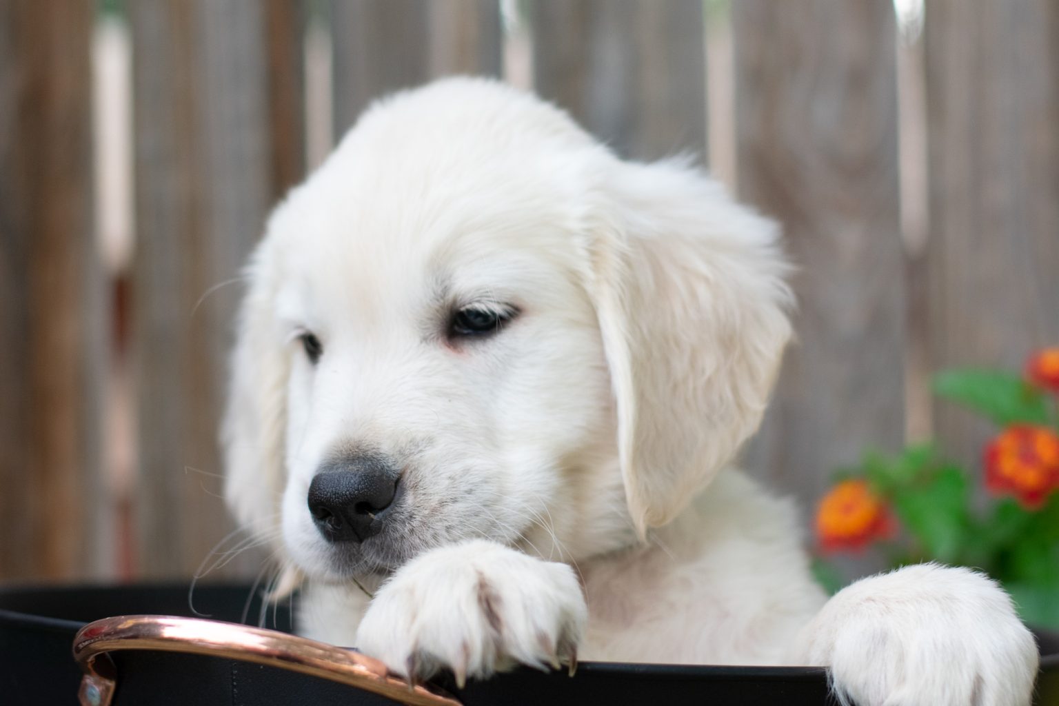 Available Puppies – Graceful Golden Paws