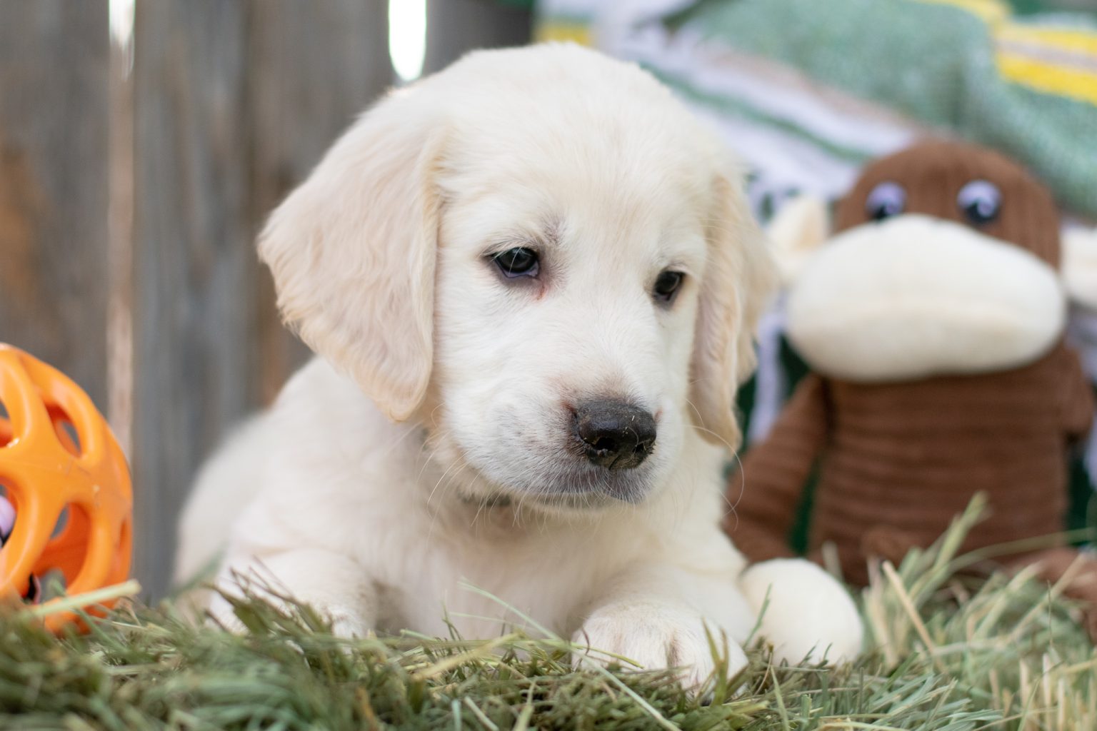 Available Puppies – Graceful Golden Paws